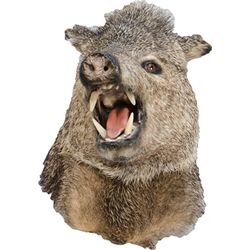 Javelina Stuffed Boar Head