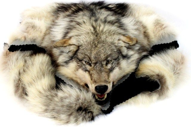 Fantastic wolf rug mounted by Curtis Taxidermy of Montana, mounted on ...