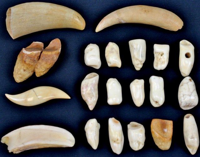 Collection of miscellaneous ivory teeth and tusks