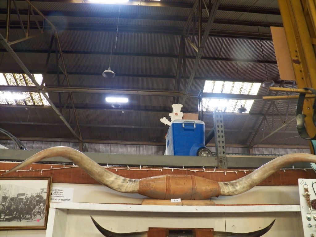 Very Rare Long Horn Steer Horns Beautifully Mounted