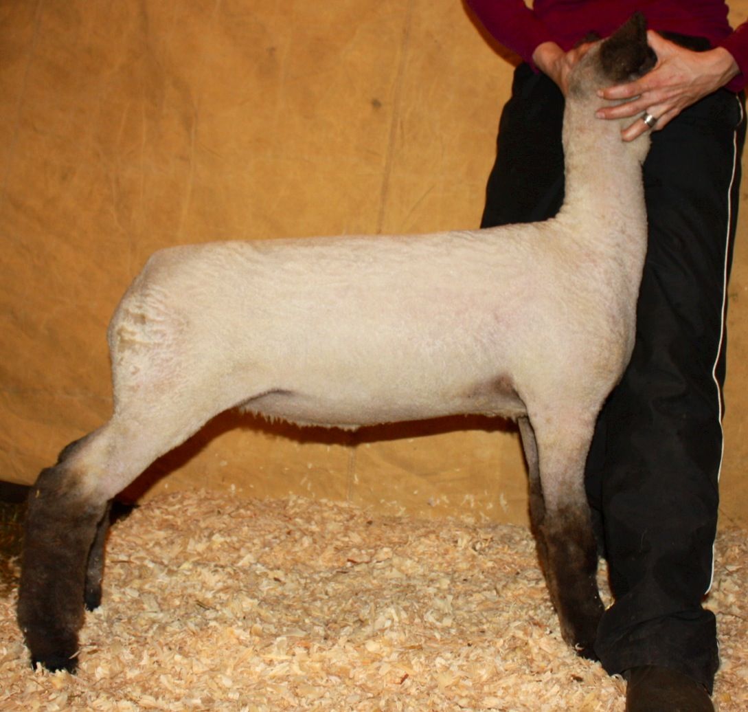WD Club Lambs - Tracy Dendinger - 740-505-6505 email: tdendinger@yahoo.com