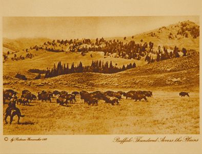 12 Wanamaker Photo Gravures, 1908-1913, Buffalo Across the Plains ...