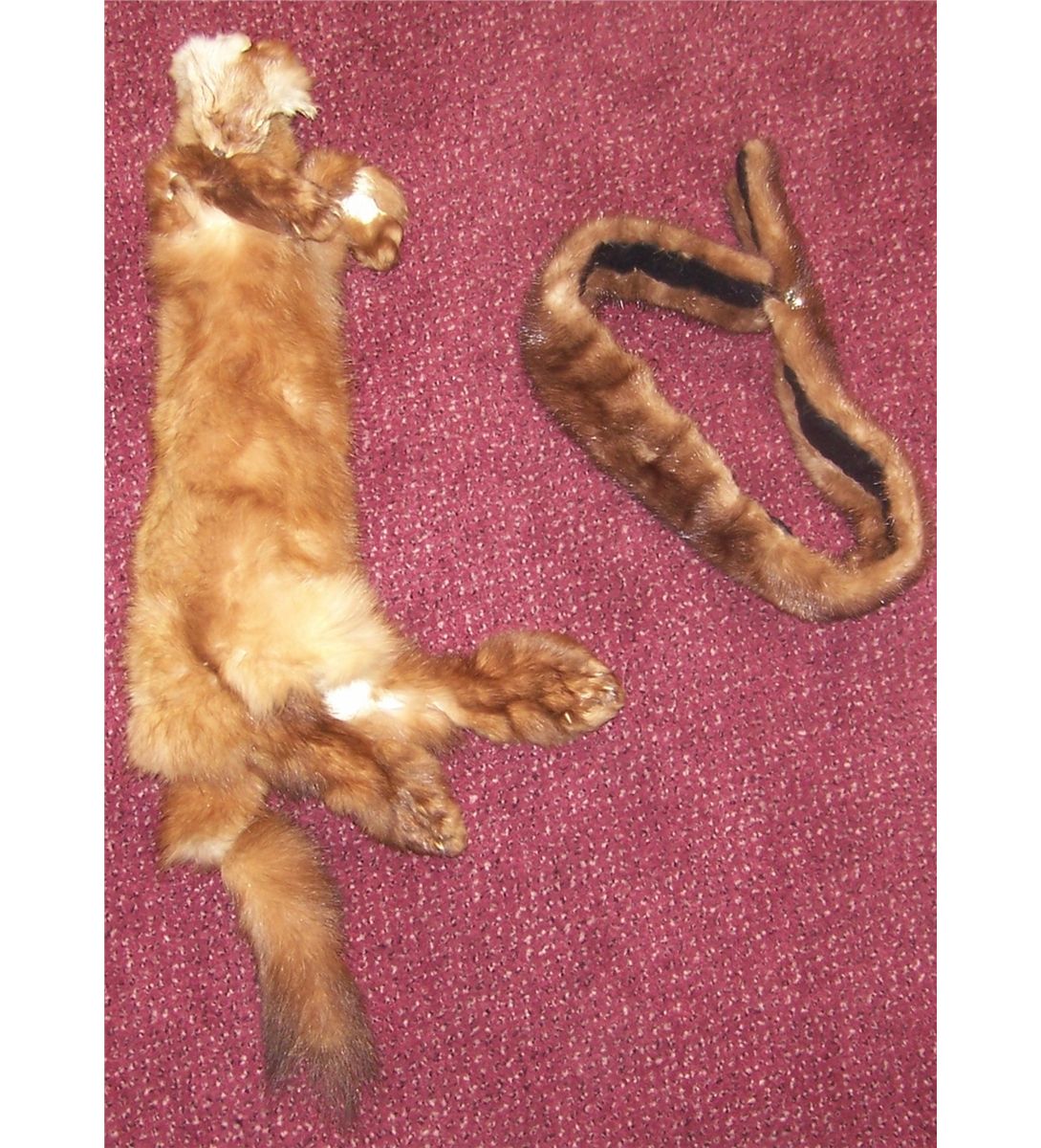 Taxidermy Weasel Puppet and Fur Stole.