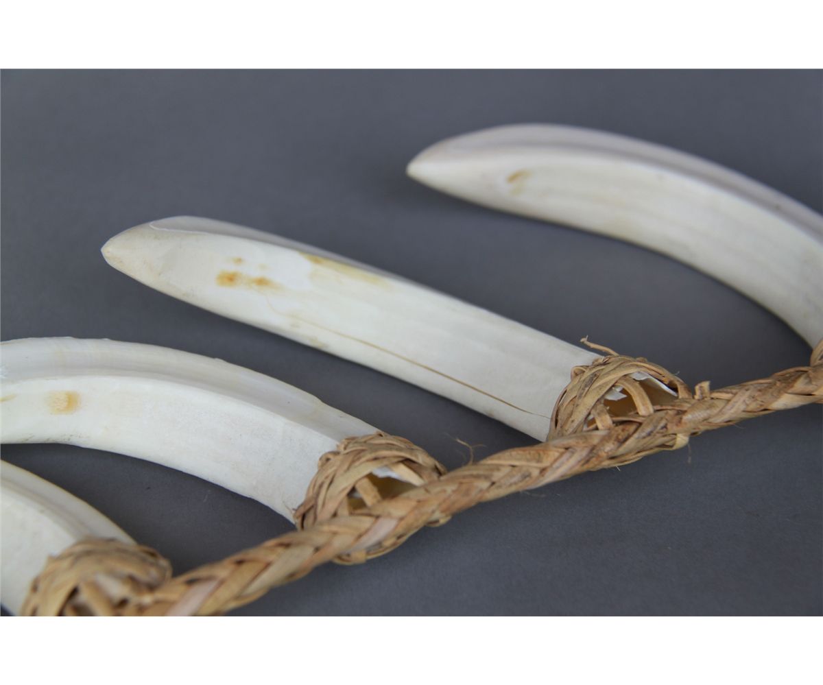 Wild Boar Tusk Necklace