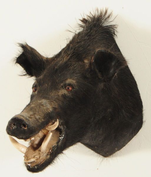Boar's Head Taxidermy Mount