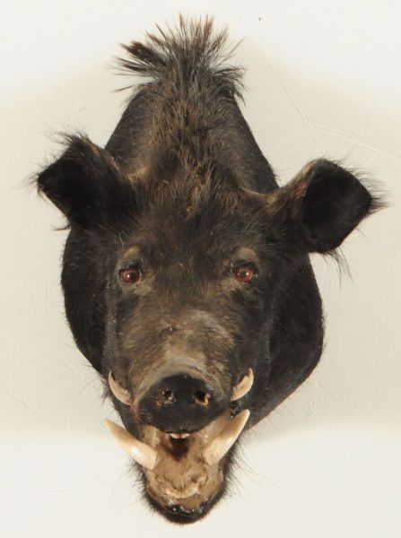 Boar's Head Taxidermy Mount