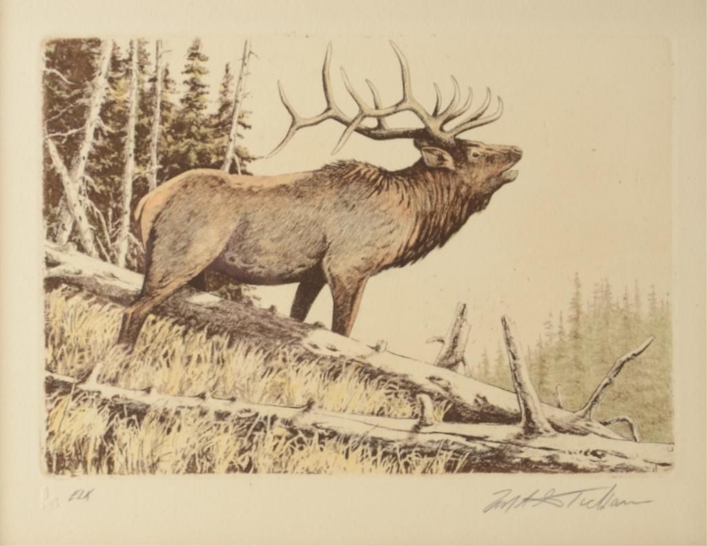 Framed sepia toned etching of a beautifully accomplished majestic bull ...