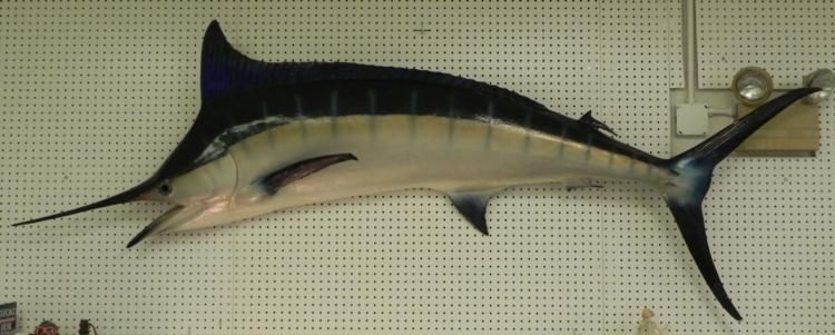 Huge 100 Inch Wall Mounted Blue Marlin Real Fish