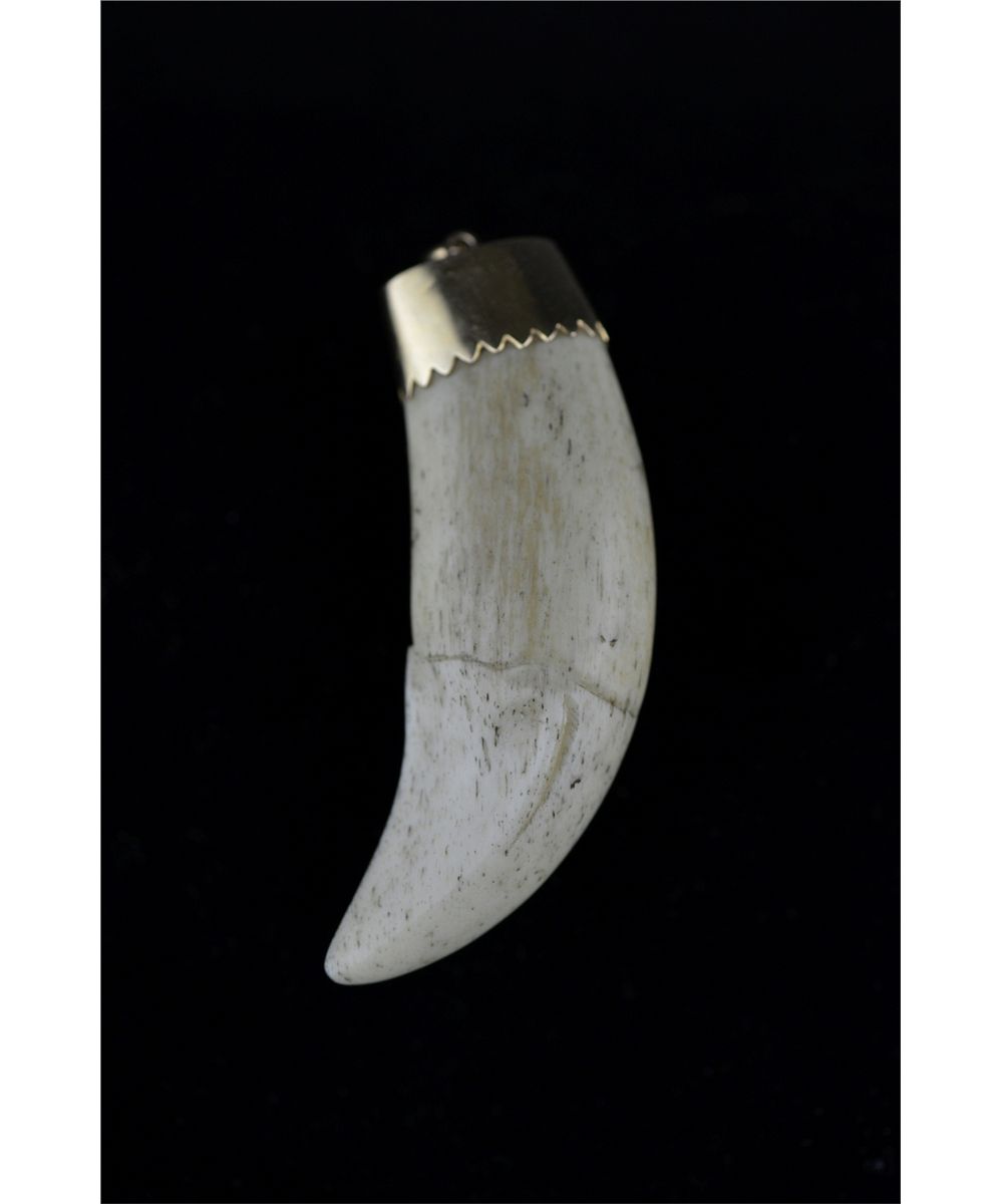 Siberian Tiger Tooth Pendant