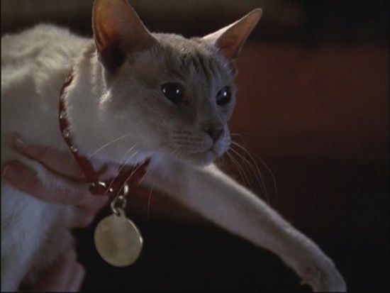 Charmed (television) - Kit's Collar