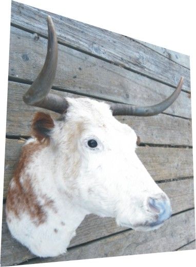 mounted cow head, nice horns