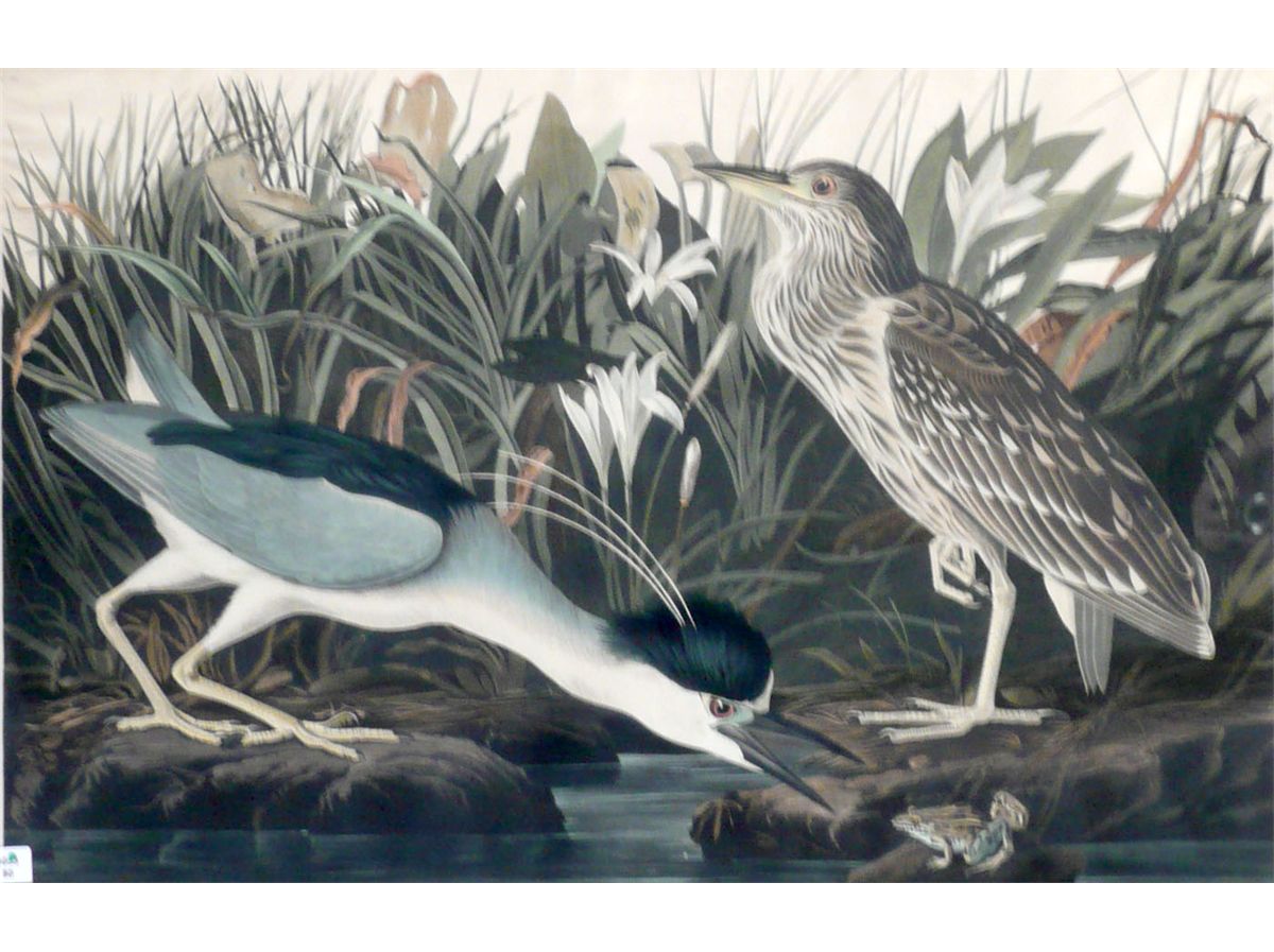 Print, John James Audubon (American, 1785-1851), "Night Heron or Qua ...