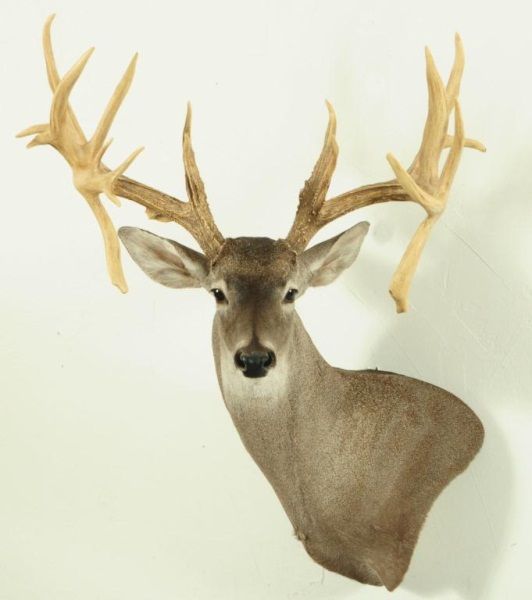 Whitetail 20pt Mount