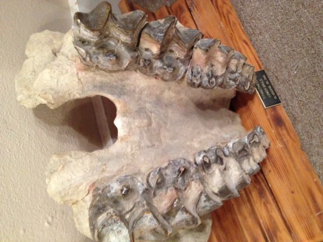 Dinosaur Fossil Titanothere,(BRONTOTHERIUM) FULL LOWER JAW W/TEETH Ol ...