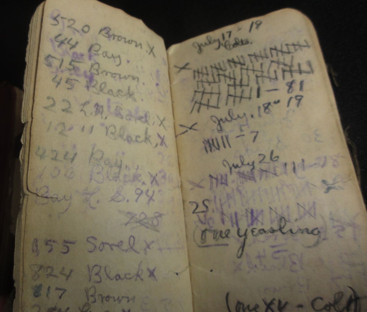 Charles “Patch Eye” Stuart diaries & livestock tally books, 1890 ...