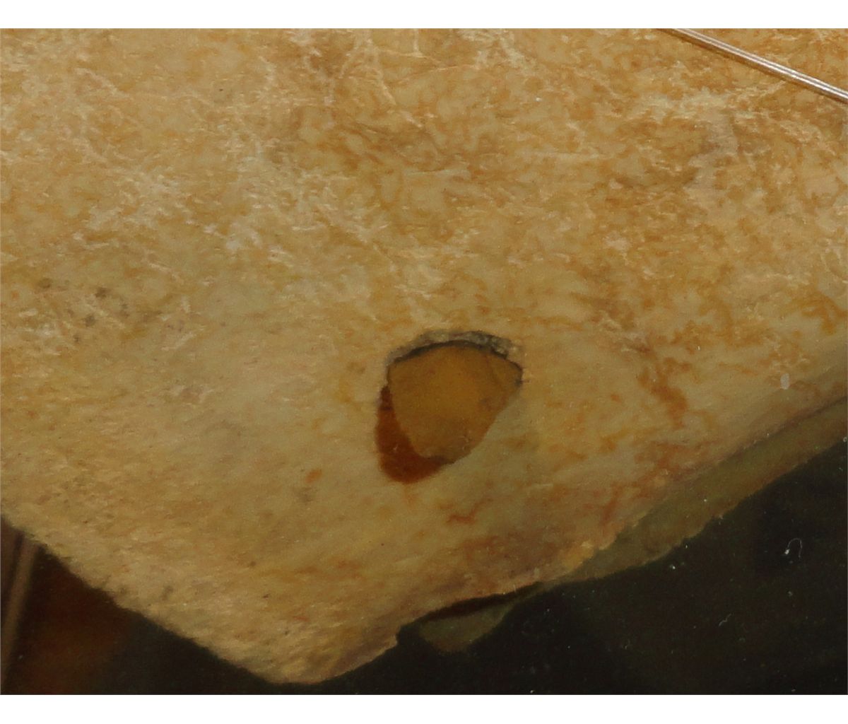 Buffalo shoulder blade with projectile protruding through it. Framed ...