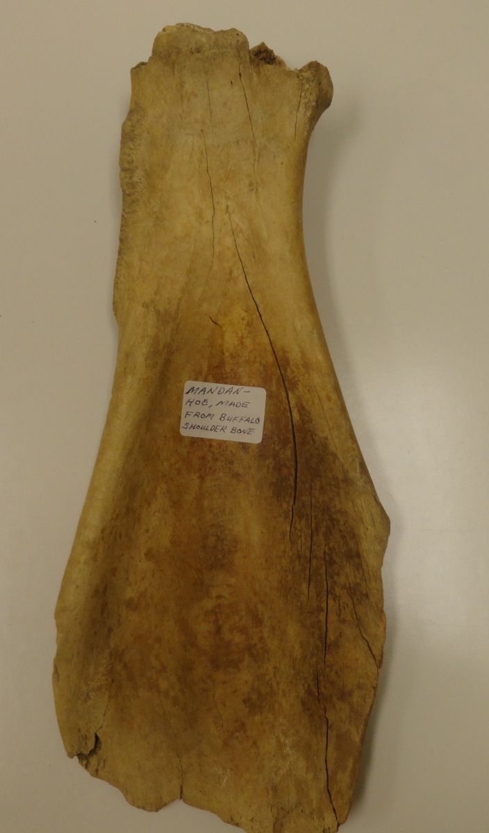 Mandan hoe, made from buffalo shoulder bone