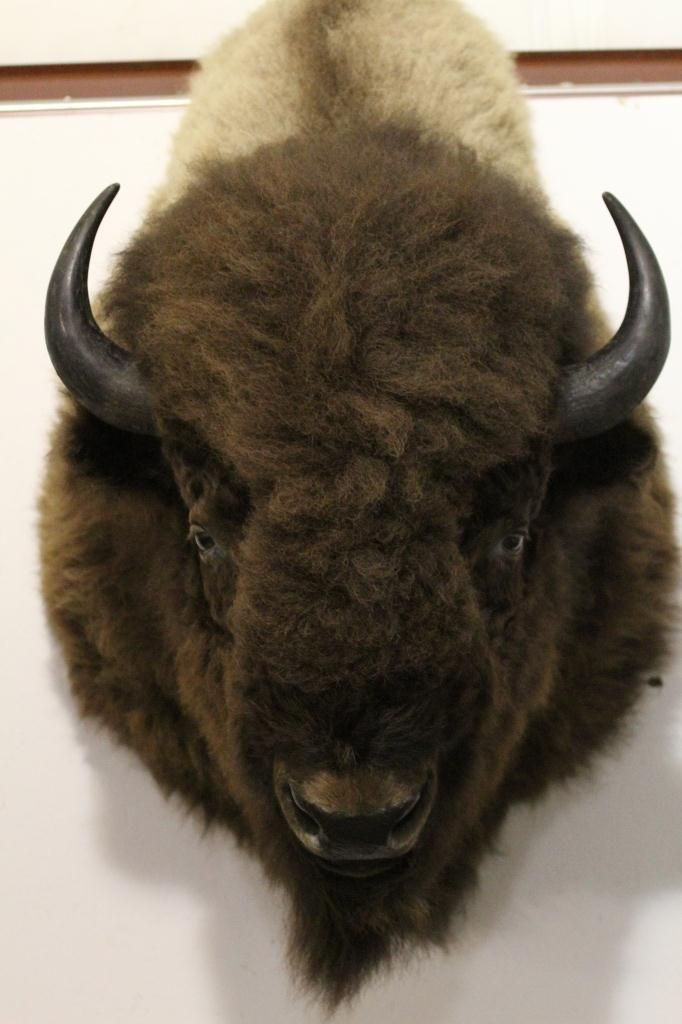 Great American Bison Buffalo Shoulder Mount