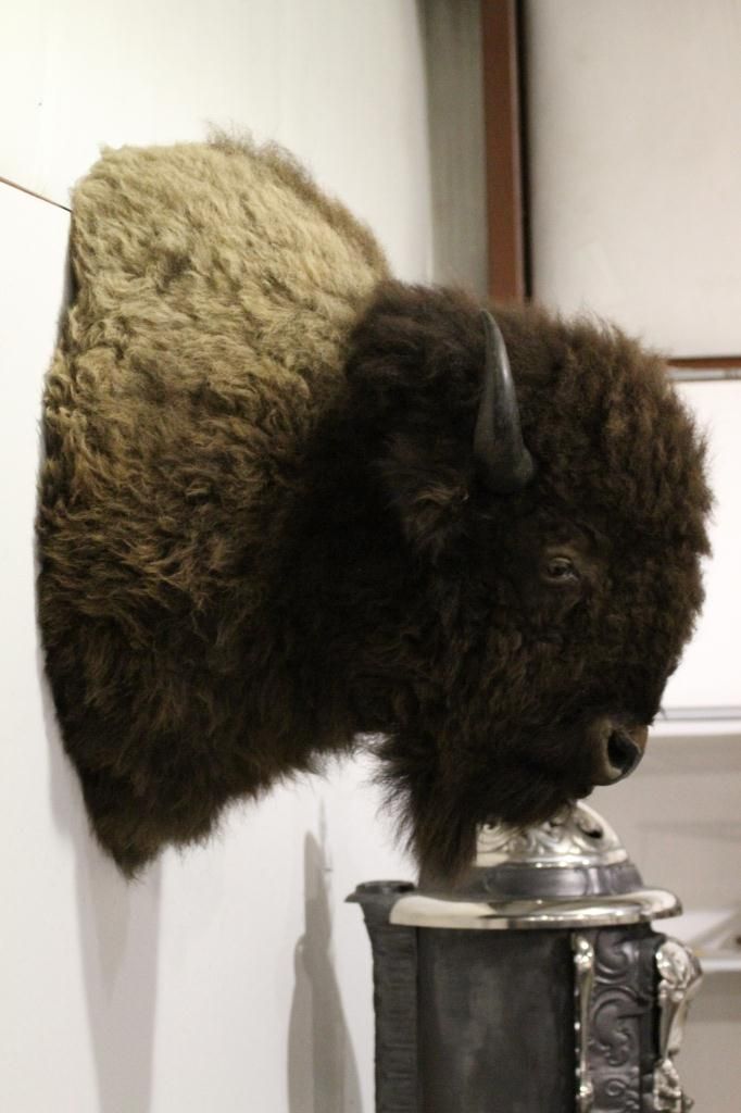 Great American Bison Buffalo Shoulder Mount