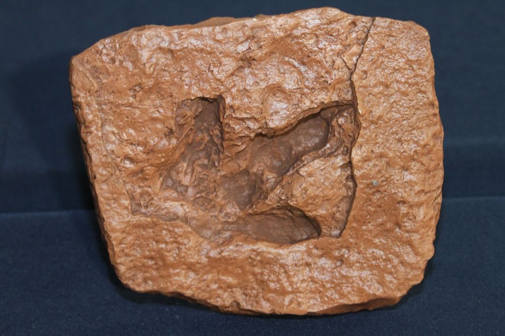 Grallator Cuneatus Dinosaur Track Casting.