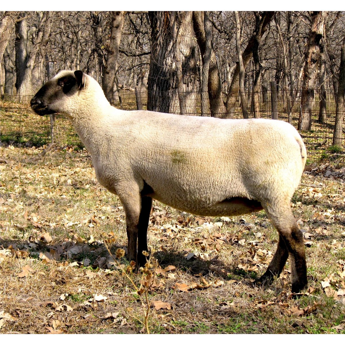 High Hill Club Lambs