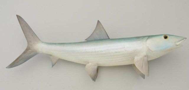 Carved wood and hand painted artwork of fish, 26” overall, shows age ...