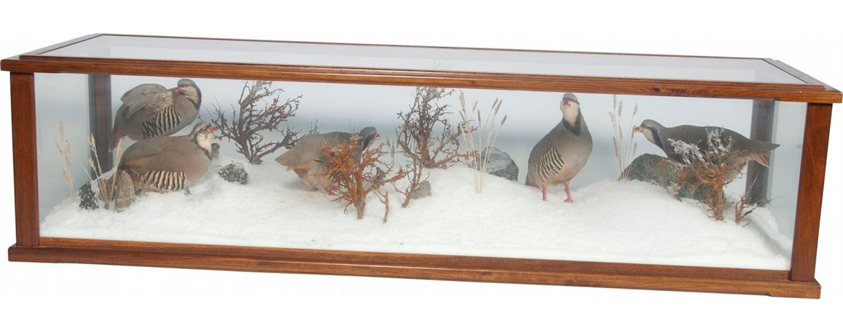 Five Chucker Birds in Large Glass Lighted Display Case