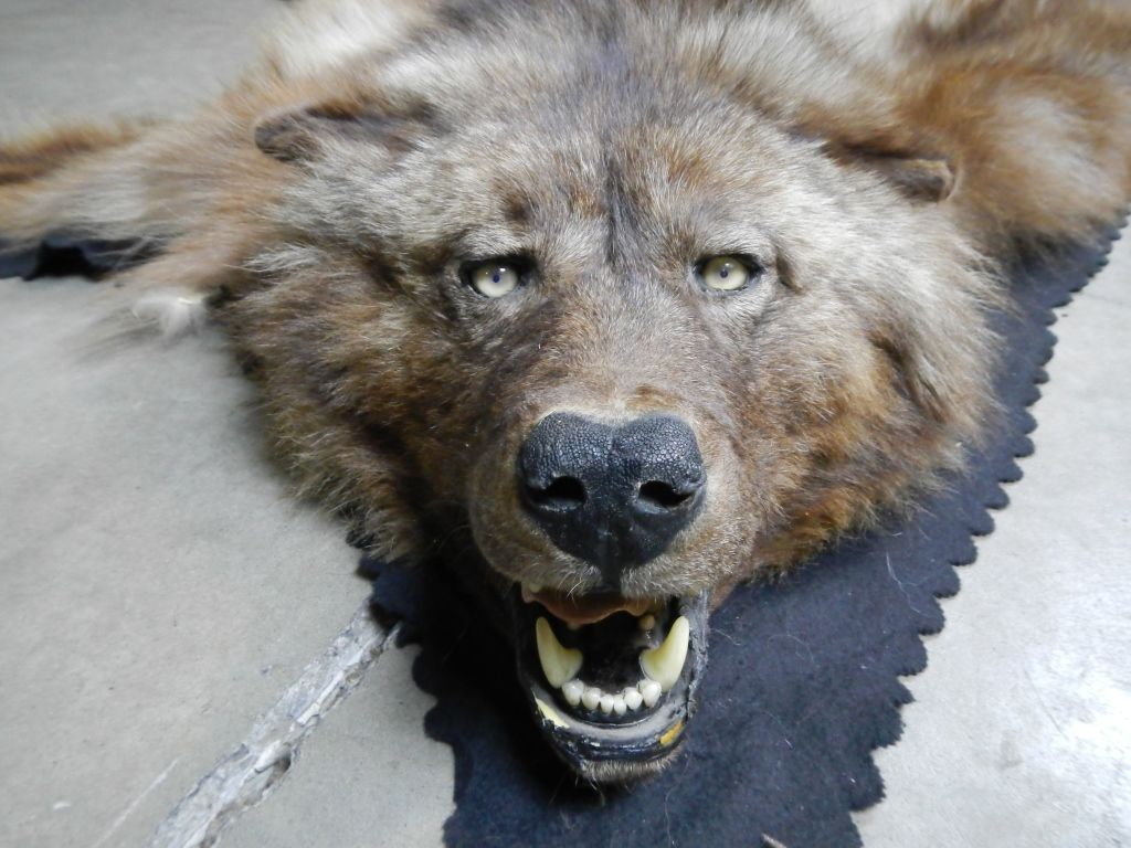 Black Grey Wolf Rug