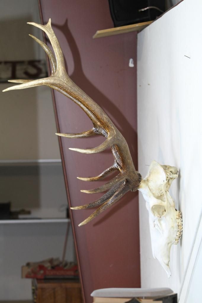 Elk European Mount with finish on Antlers