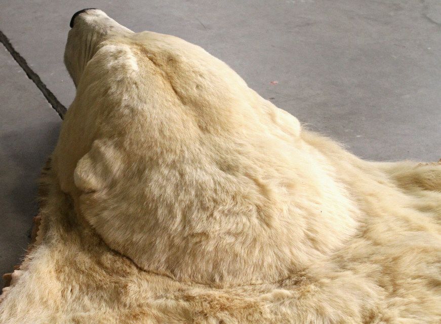 Polar Bear Rug by Jonas Brothers