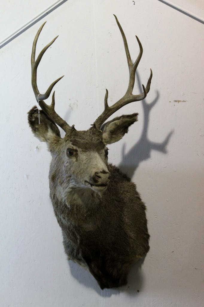 Whitetail Mount
