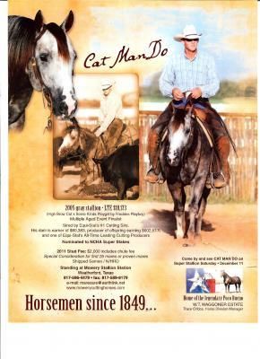Cat Man Do - AQHA Stallion