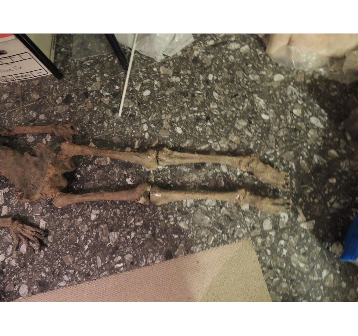 COMPLETE MUMMY MUMMIFIED CORPSE ON REAL SKELETON BONES