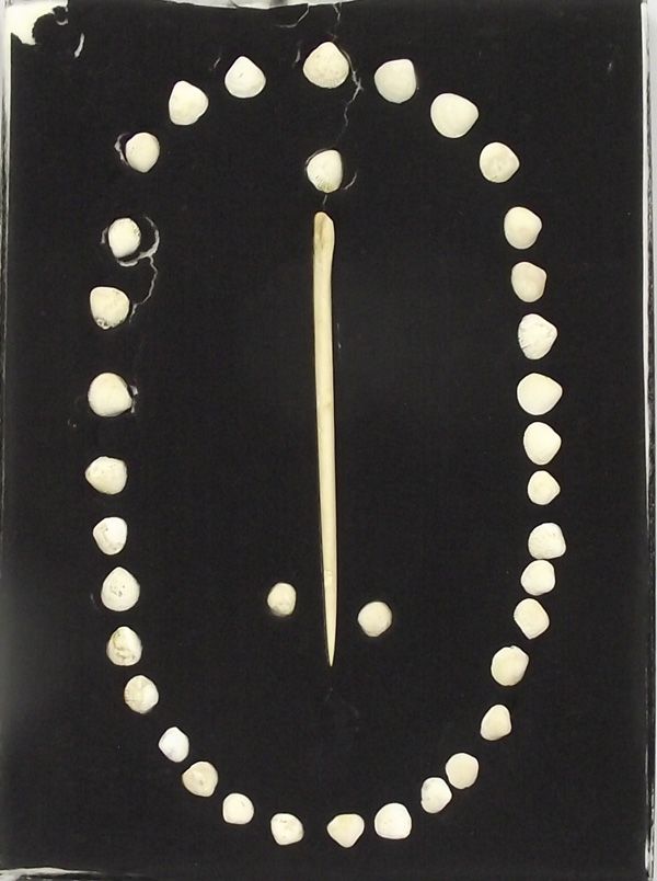 Prehistoric Collection of Shells and Bone Awl