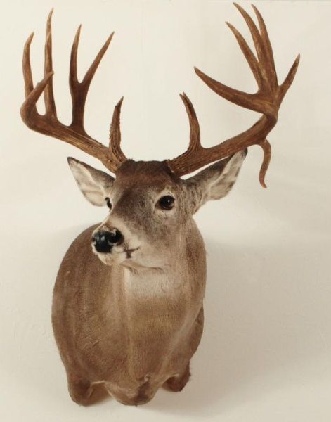 Whitetail Deer Trophy Shoulder Mount