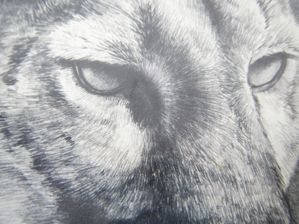 Leon Parson Grizzly and Mountain Lion Prints