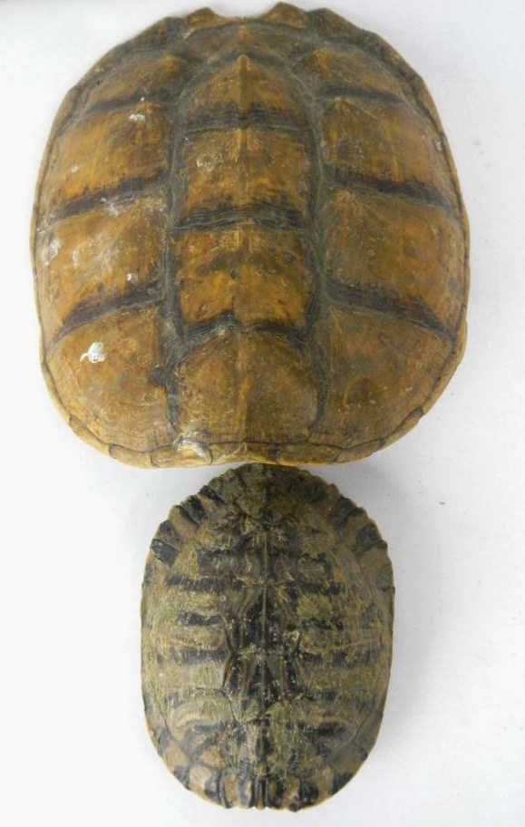 Indian Turtle Shells