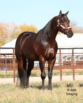 Take Me Some Cash - Bay AQHA Stallion