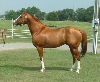 Royal Quick Flash - Sorrel Overo AQHAX Stallion