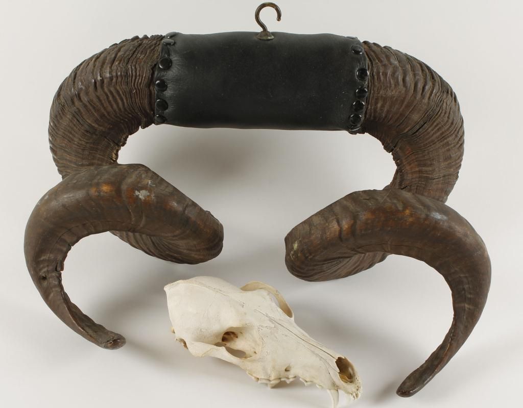 Sheep Horns Wall Hanging & a Small Bear Skull