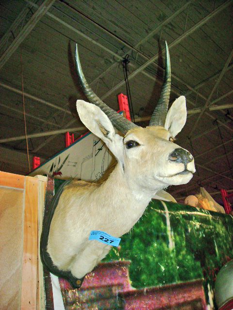 Suni African head mount