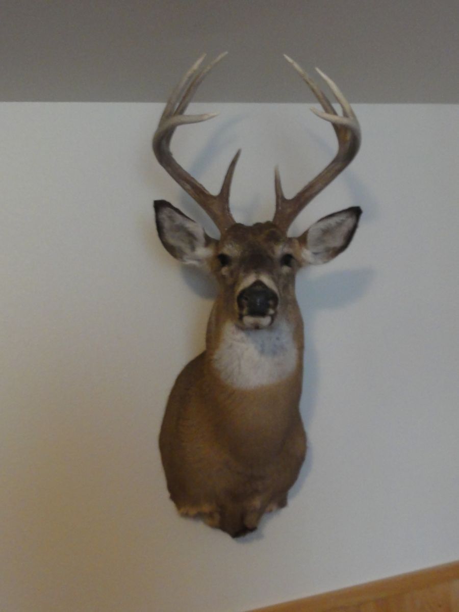 Whitetail deer mount