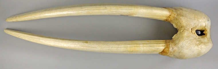 Rare Bull Walrus Tusk with Skull and Ivory Teeth