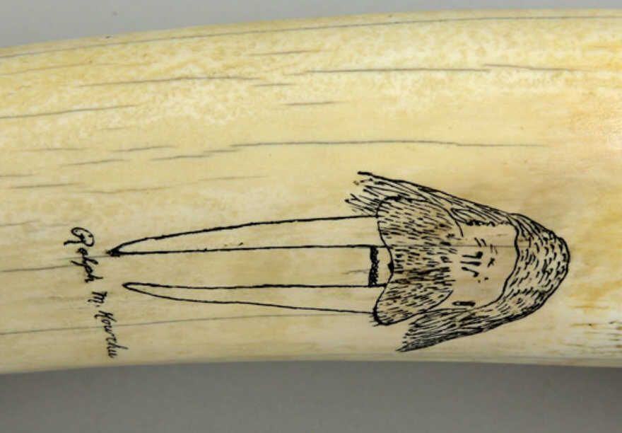 Rare Bull Walrus Tusk with Skull and Ivory Teeth