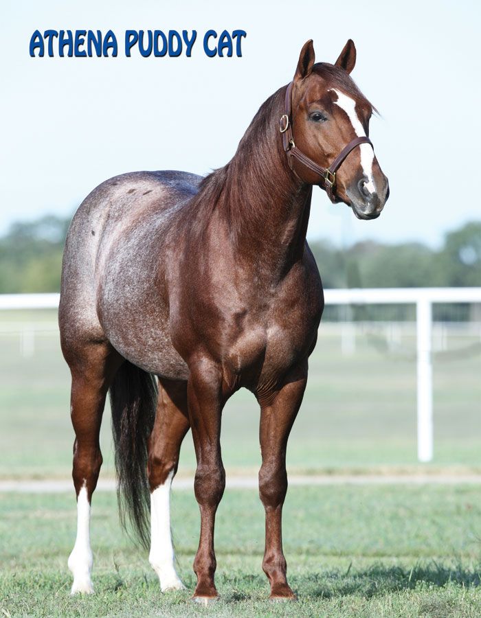 ATHENA PUDDY CAT - AQHA Stallion