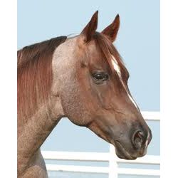 BOONLIGHT DANCER - AQHA Stallion