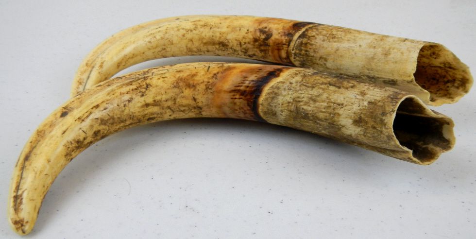 Wild Boar Tusks