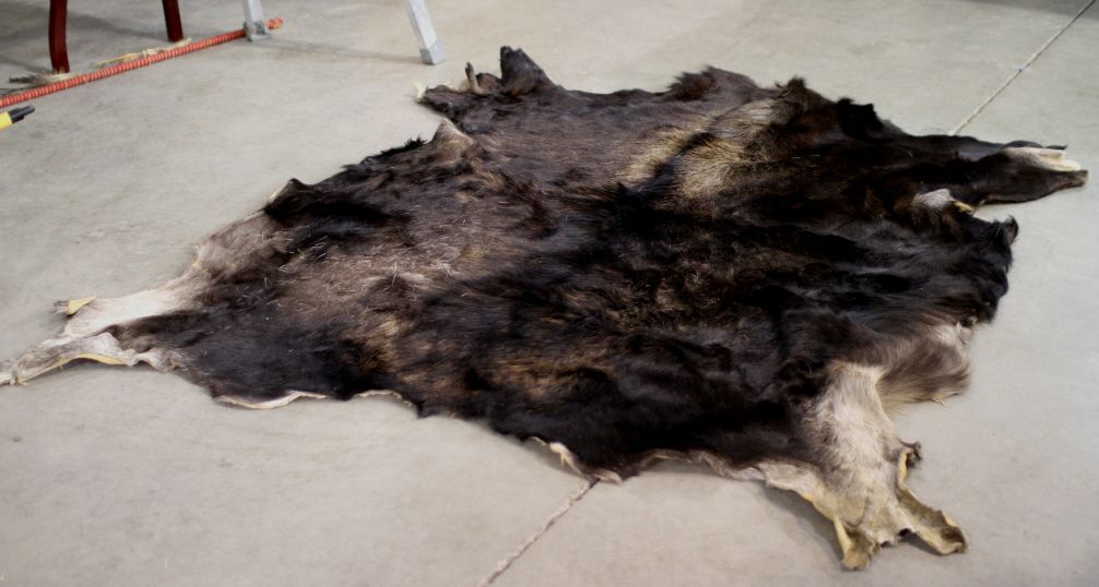 Moose Hide