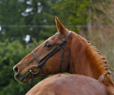 GEMSTONE SF - 1998 Chestnut Oldenburg Mare - 16.3+hh