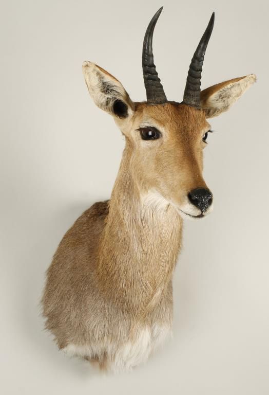 Mountain Reedbuck Shoulder Mount